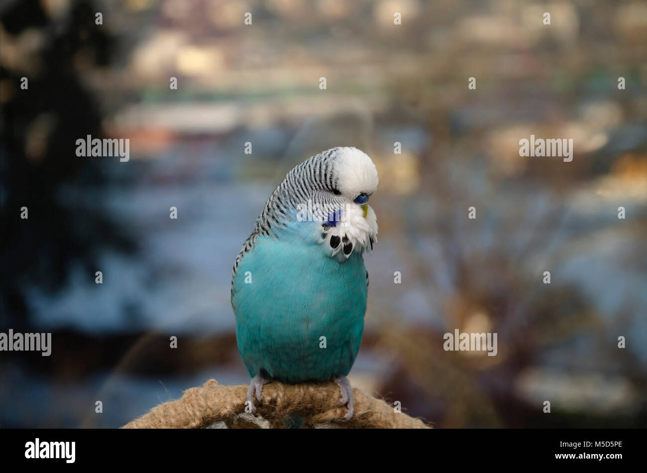 Wavy parrot hi-res stock photography and images - Alamy