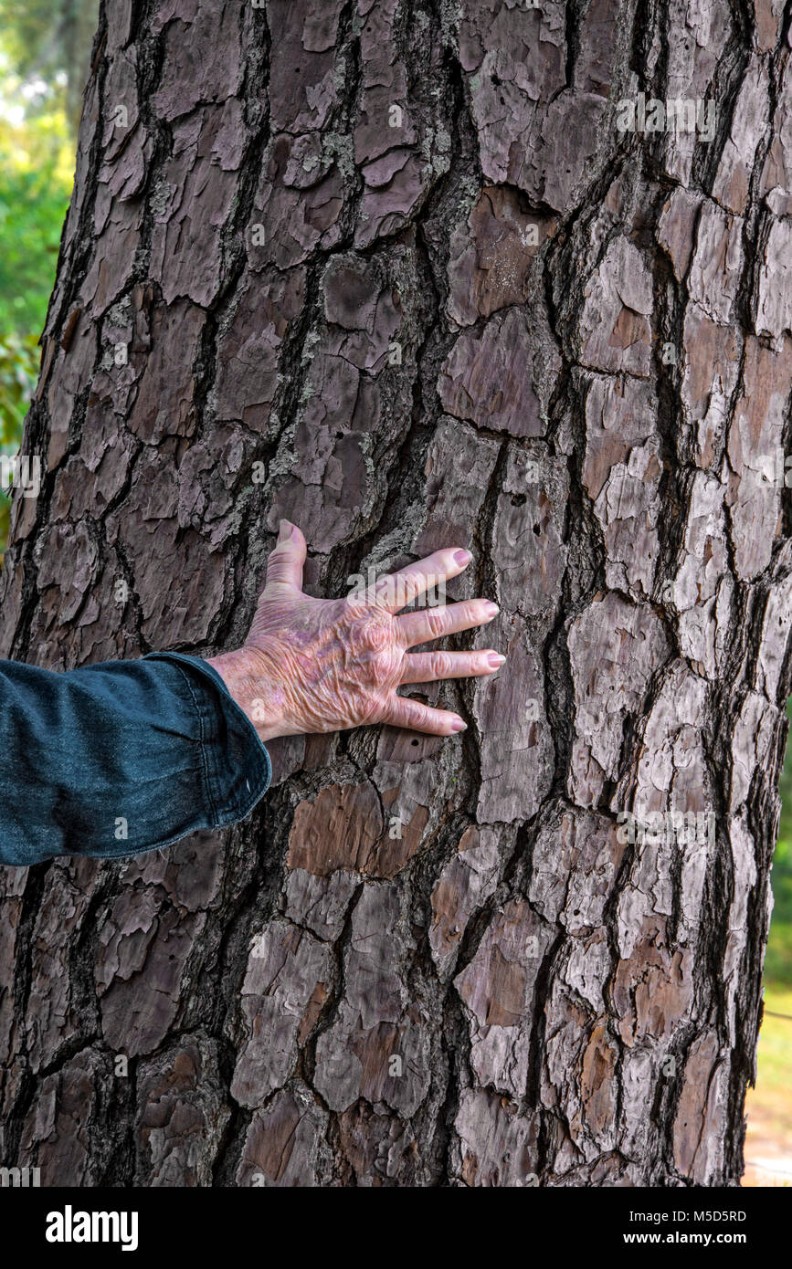 Man connecting with nature by touching the rough bark of a large pine ...
