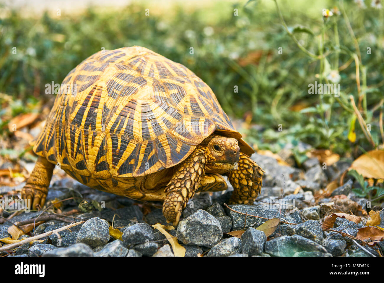 Indian Star Tortoise (Geochelone elegans), Yala National Park, Southern ...