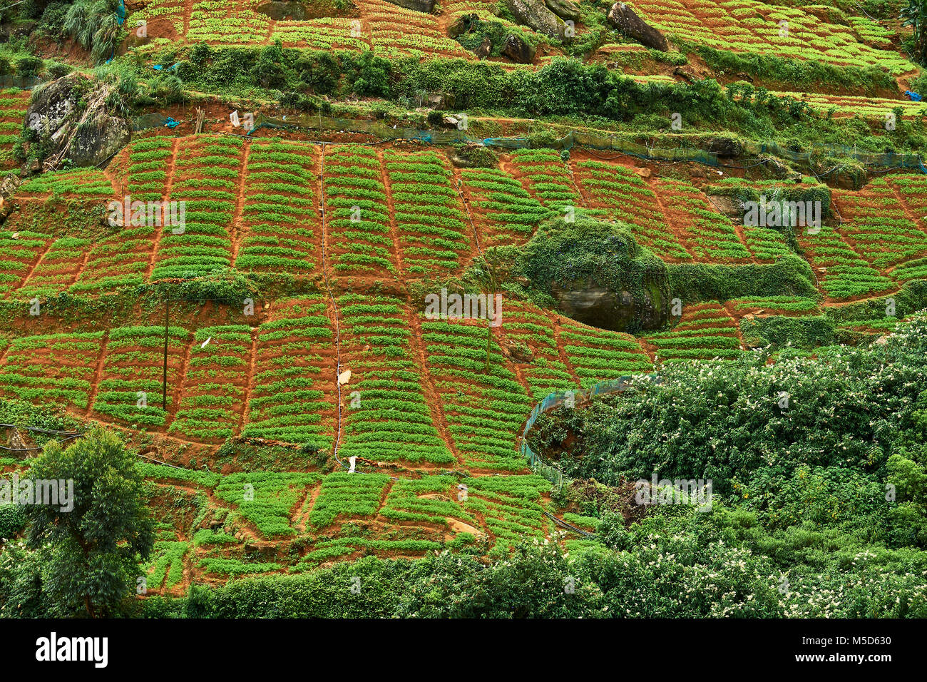 Sri lanka vegetable field hi-res stock photography and images - Alamy