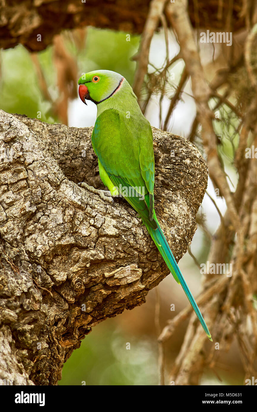 Psittacula eupatria hi-res stock photography and images - Alamy