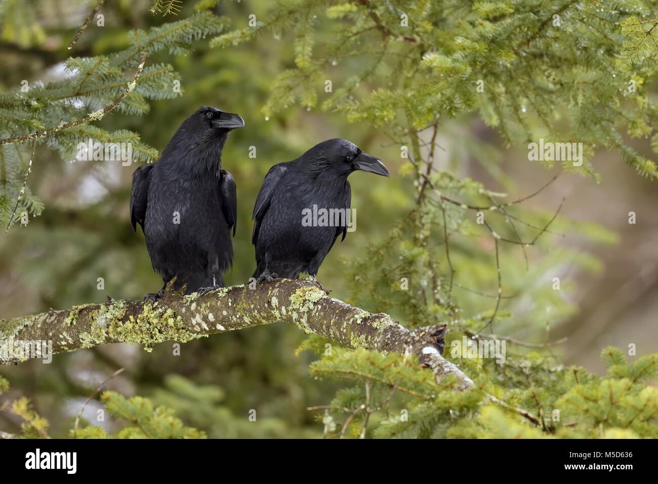 Common ravens (Corvus corax), pair sitting on branch, Canton Jura ...