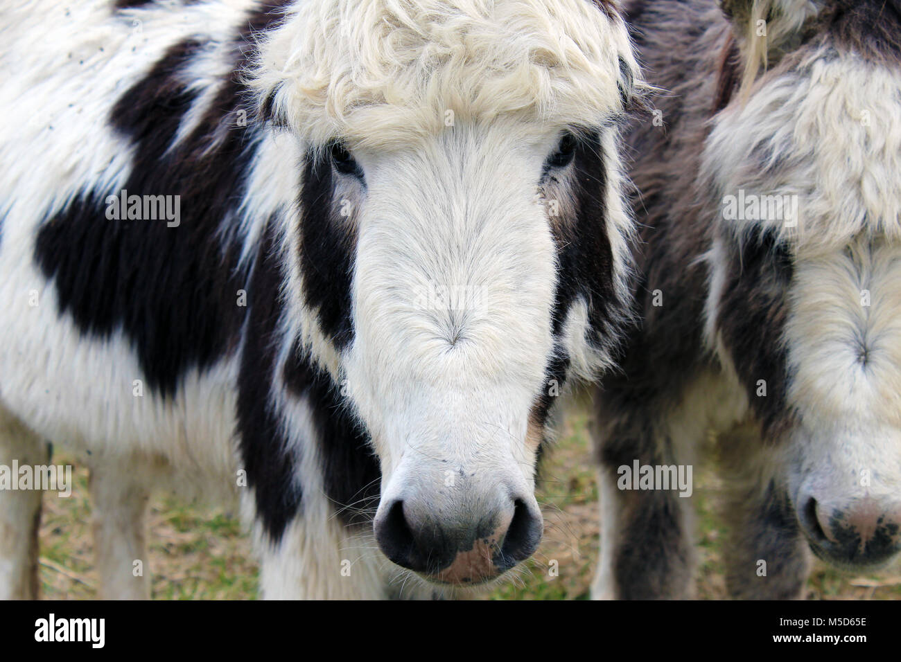 Donkey face hi-res stock photography and images - Alamy