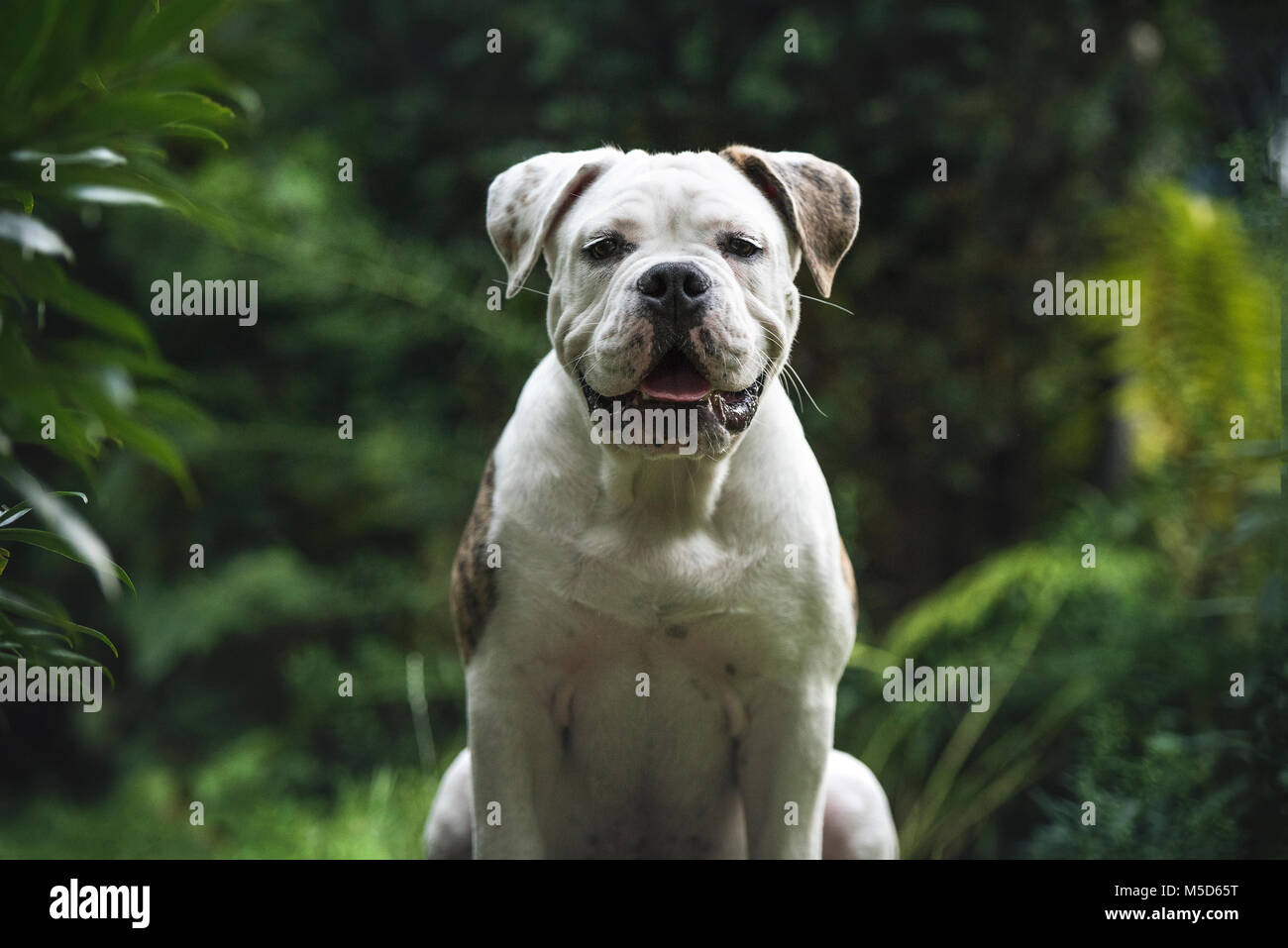 Bulldog (Canis lupus familiaris), animal portrait, look into camera ...