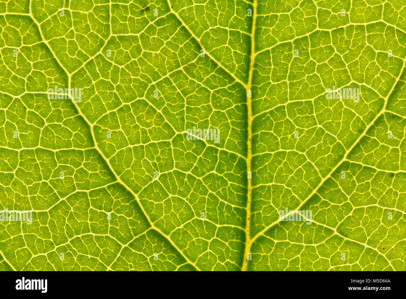 Back side of a leaf hi-res stock photography and images - Alamy