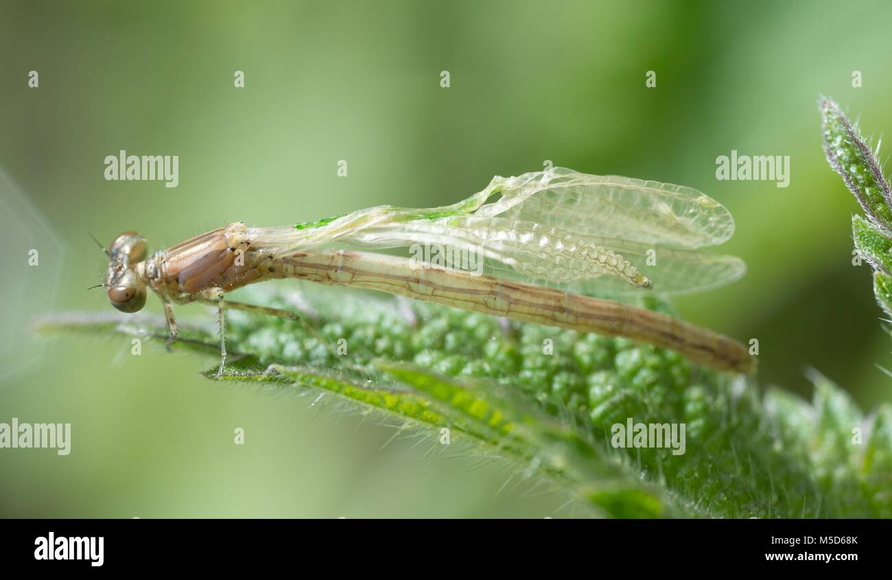 Azure damselfly (Coenagrion puella) after hatching with wrinkled wings ...