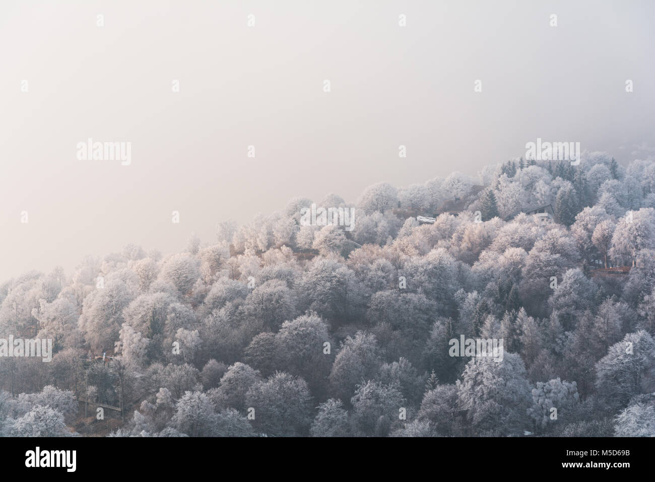 Winter Forest after Snowfall Stock Photo - Alamy
