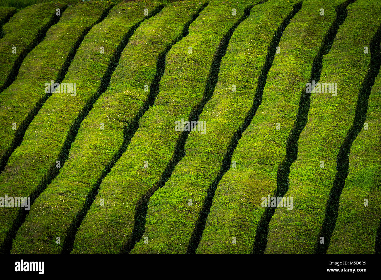 Row of bushes hi-res stock photography and images - Alamy