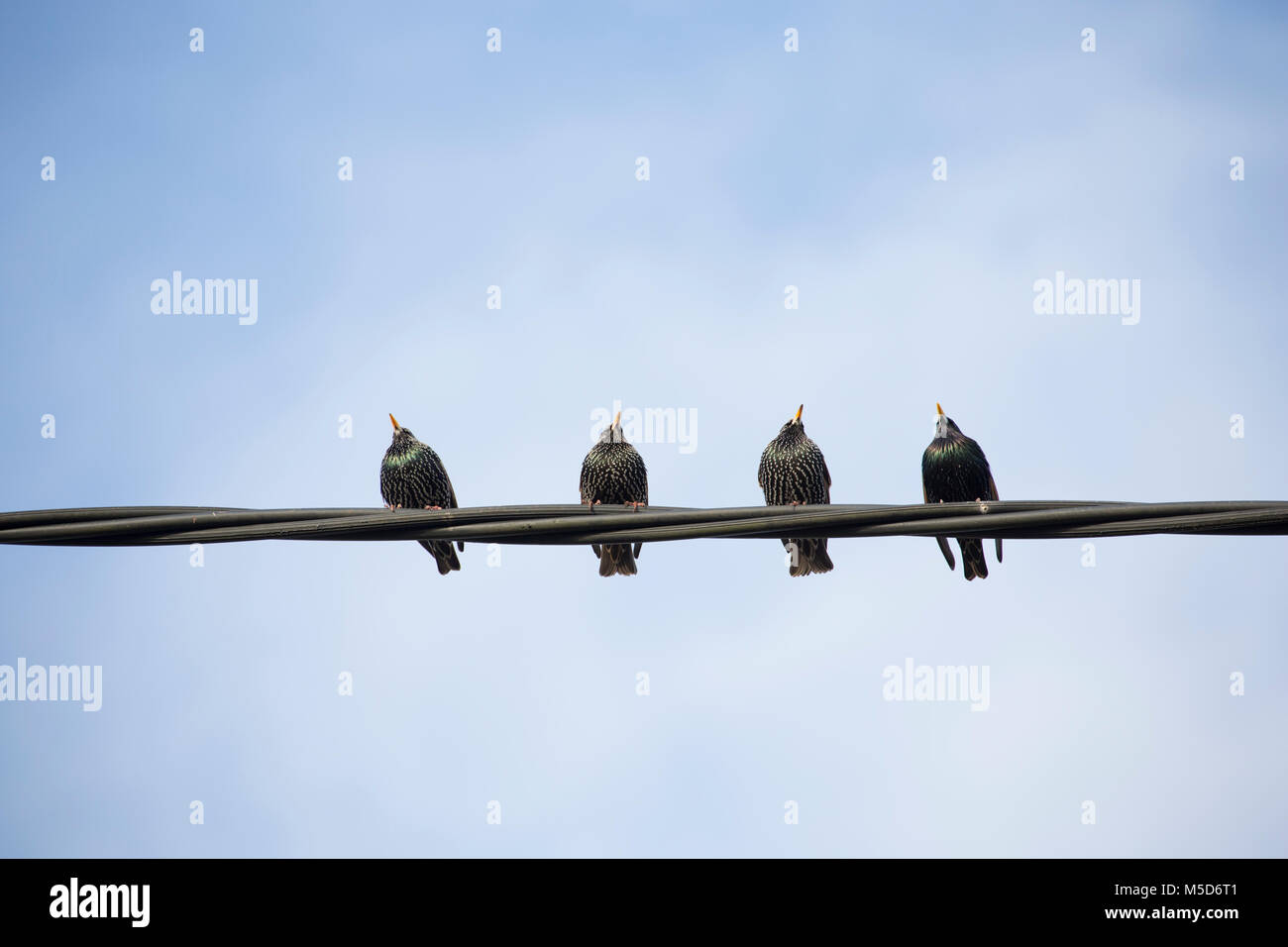 Starlings on a wire hi-res stock photography and images - Alamy