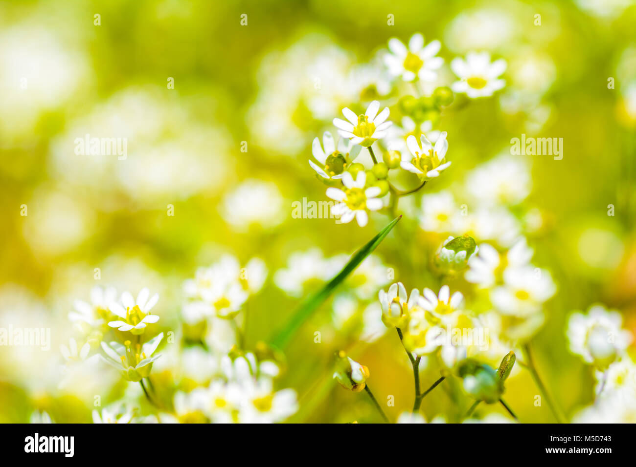 springtime white blossoms background Stock Photo - Alamy
