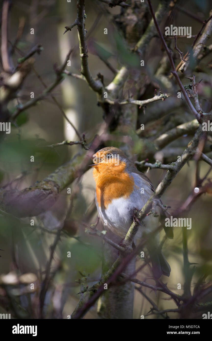 Robin singing near gardens Dorset Uk Stock Photo - Alamy