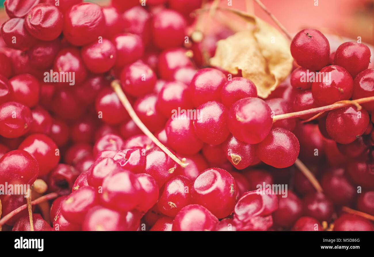 Background of ripe berries of Chinese lemongrass schisandra chinensis ...