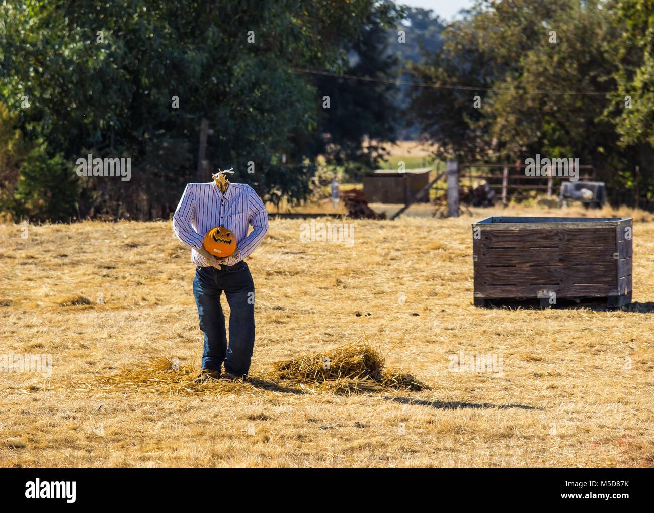Headless Scarecrow In Field Stock Photo - Alamy