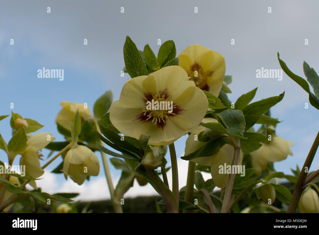 Hellebore january flowering hi-res stock photography and images - Alamy