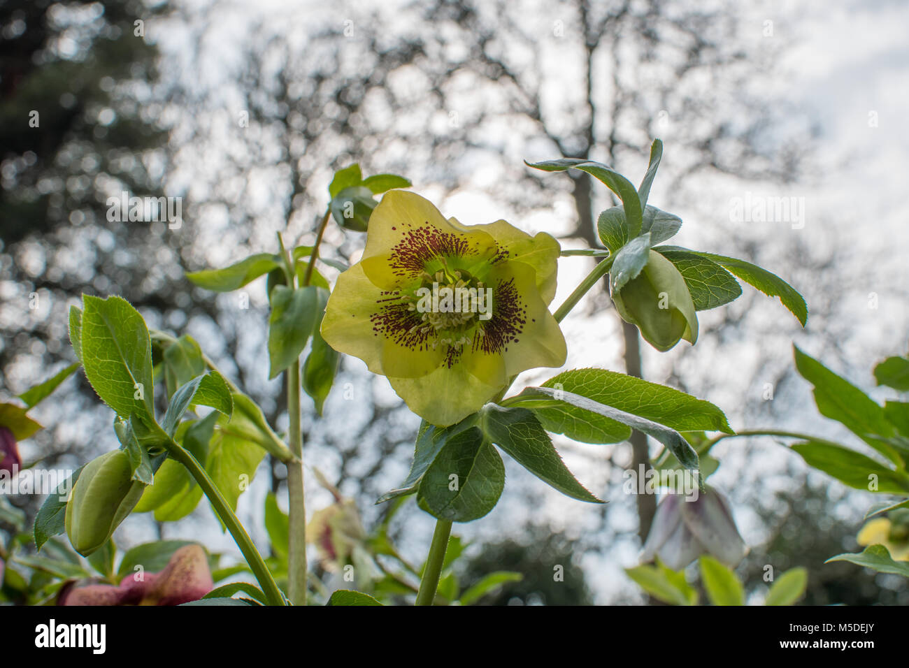 Hellebore january flowering hi-res stock photography and images - Alamy