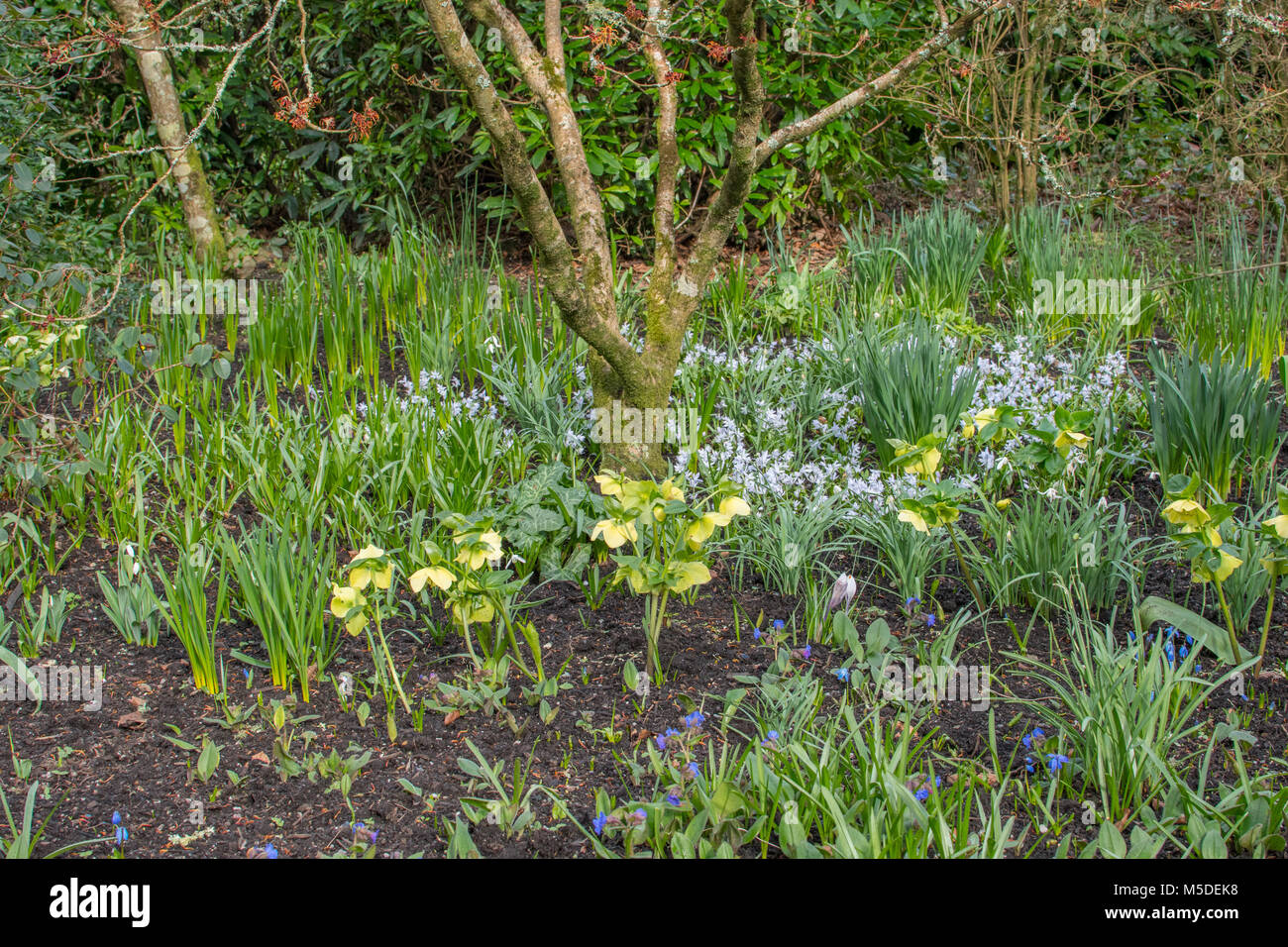 Hellebore January Flowering High Resolution Stock Photography and ...