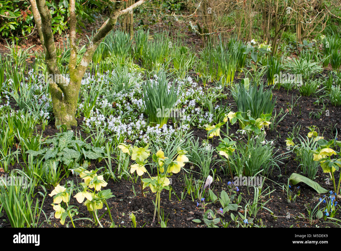 Naturalized Bulbs High Resolution Stock Photography and Images - Alamy