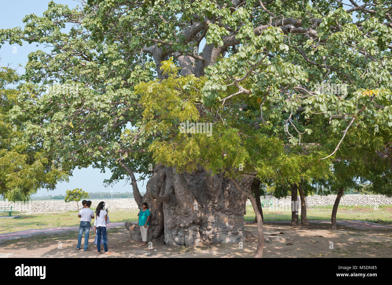 Sri Lanka, Region, Jaffna, Delft Island, Asia, Baobab, tree Stock Photo ...