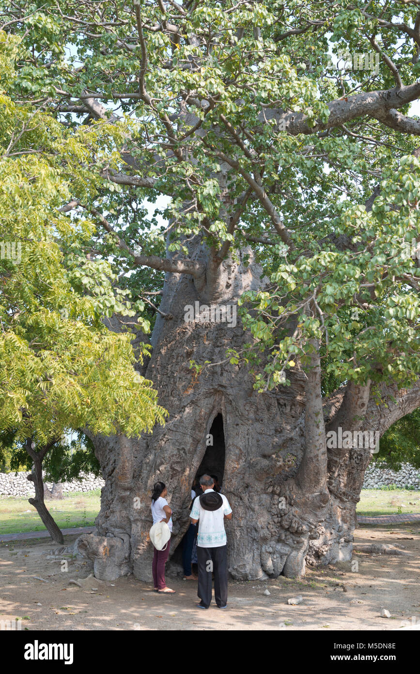 Sri Lanka, Region, Jaffna, Delft Island, Asia, Baobab, tree Stock Photo ...