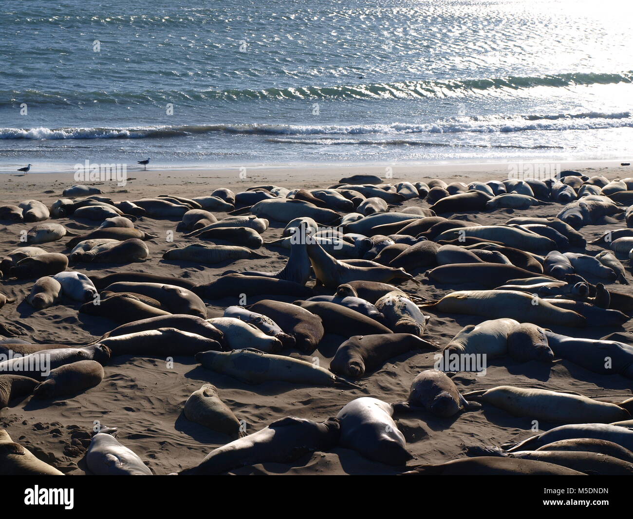 Gathering of elephant seals Stock Photo - Alamy