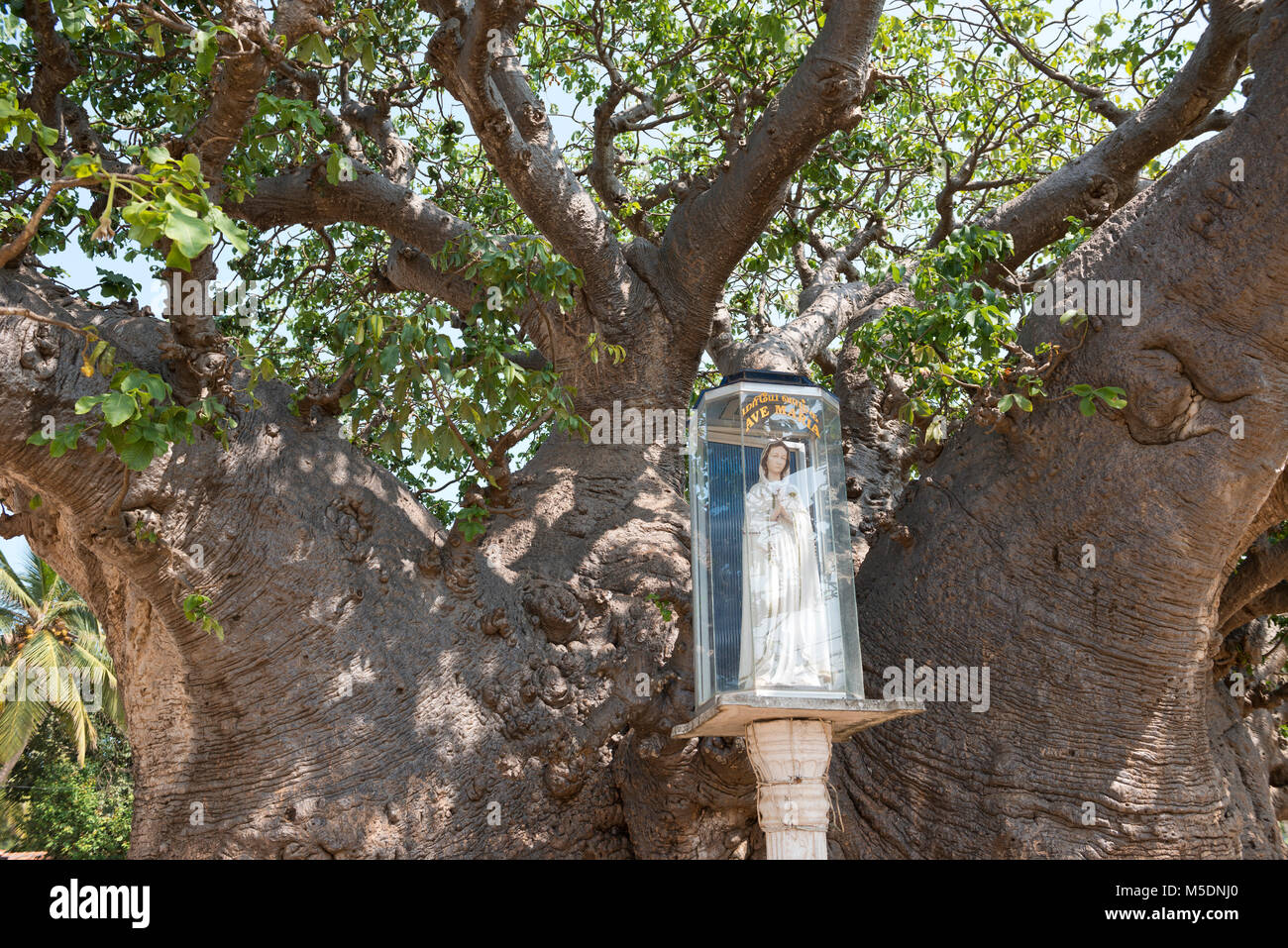 Sri Lanka, Region Mannar, Asia, Baobab Tree Stock Photo - Alamy