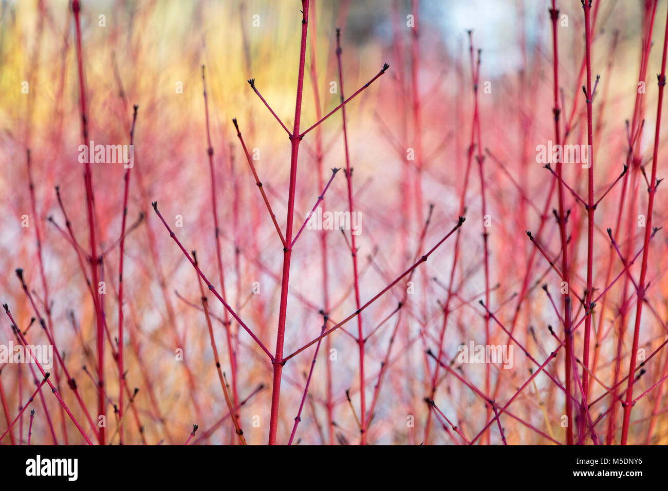 Cornus Sanguinea 'Midwinter Fire'. Dogwood 'Midwinter Fire' coloured ...