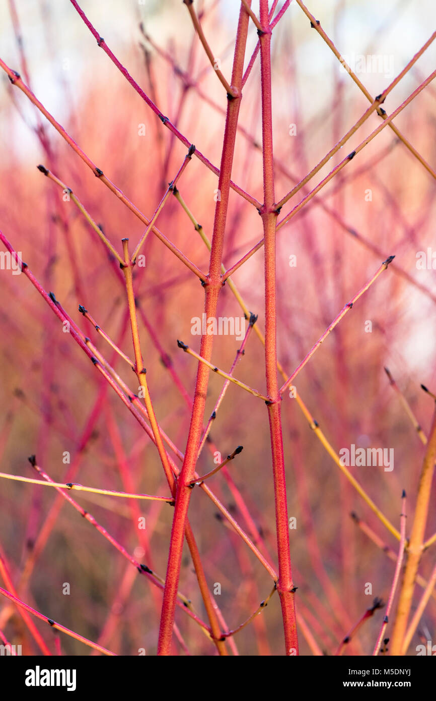 Cornus Sanguinea 'Midwinter Fire'. Dogwood 'Midwinter Fire' coloured ...