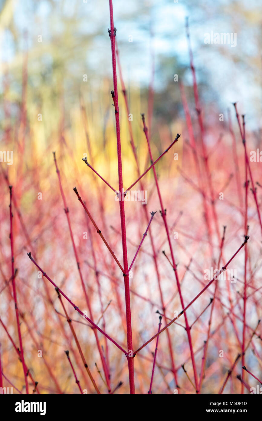 Cornus Sanguinea Midwinter Fire High Resolution Stock Photography and ...