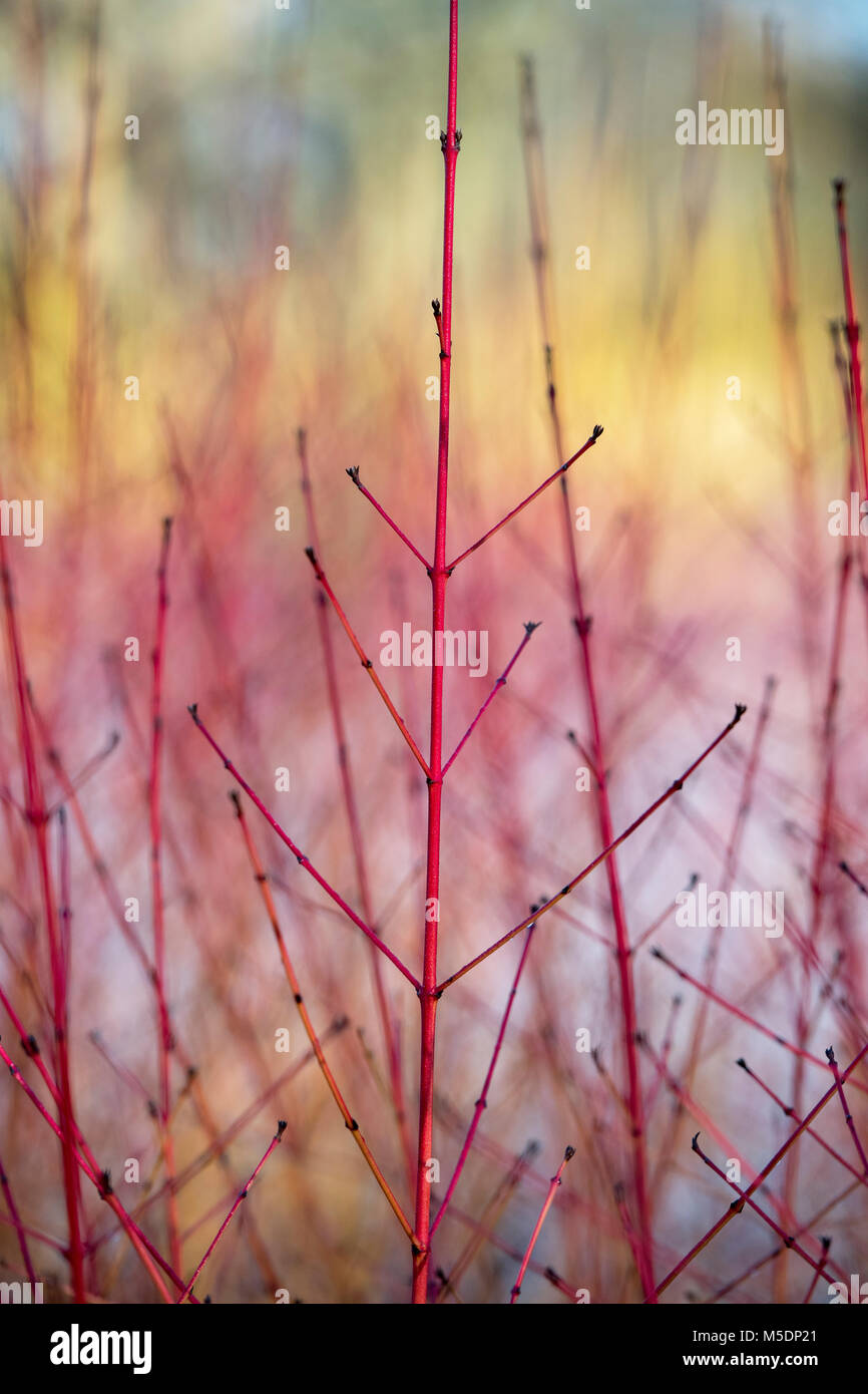 Cornus Sanguinea 'Midwinter Fire'. Dogwood 'Midwinter Fire' coloured ...