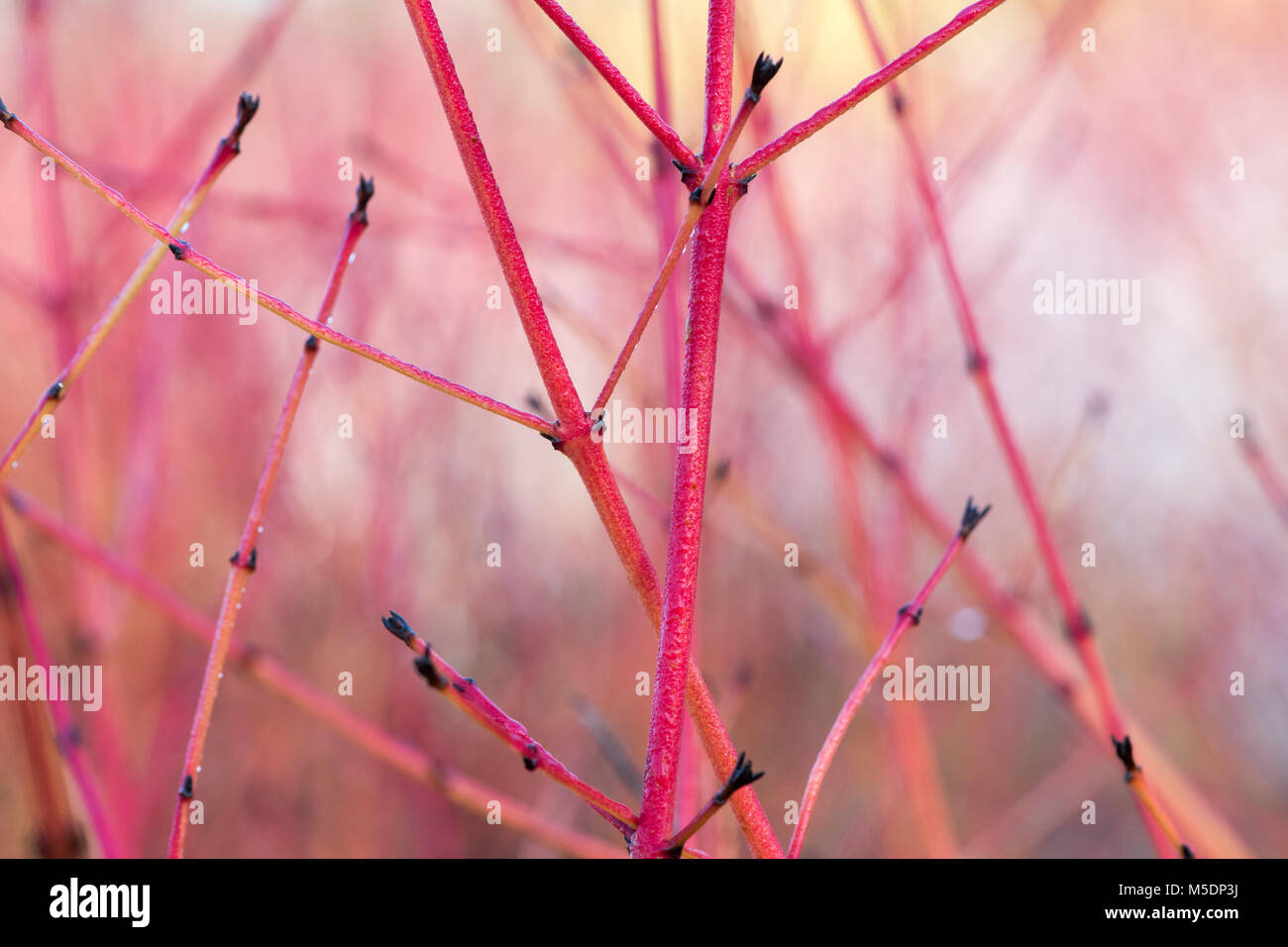 Cornus sanguinea midwinter fire hi-res stock photography and images - Alamy