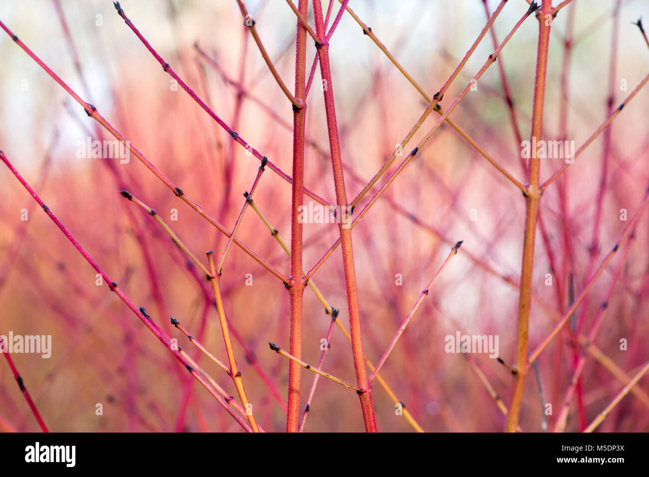 Cornus Sanguinea 'Midwinter Fire'. Dogwood 'Midwinter Fire' coloured ...