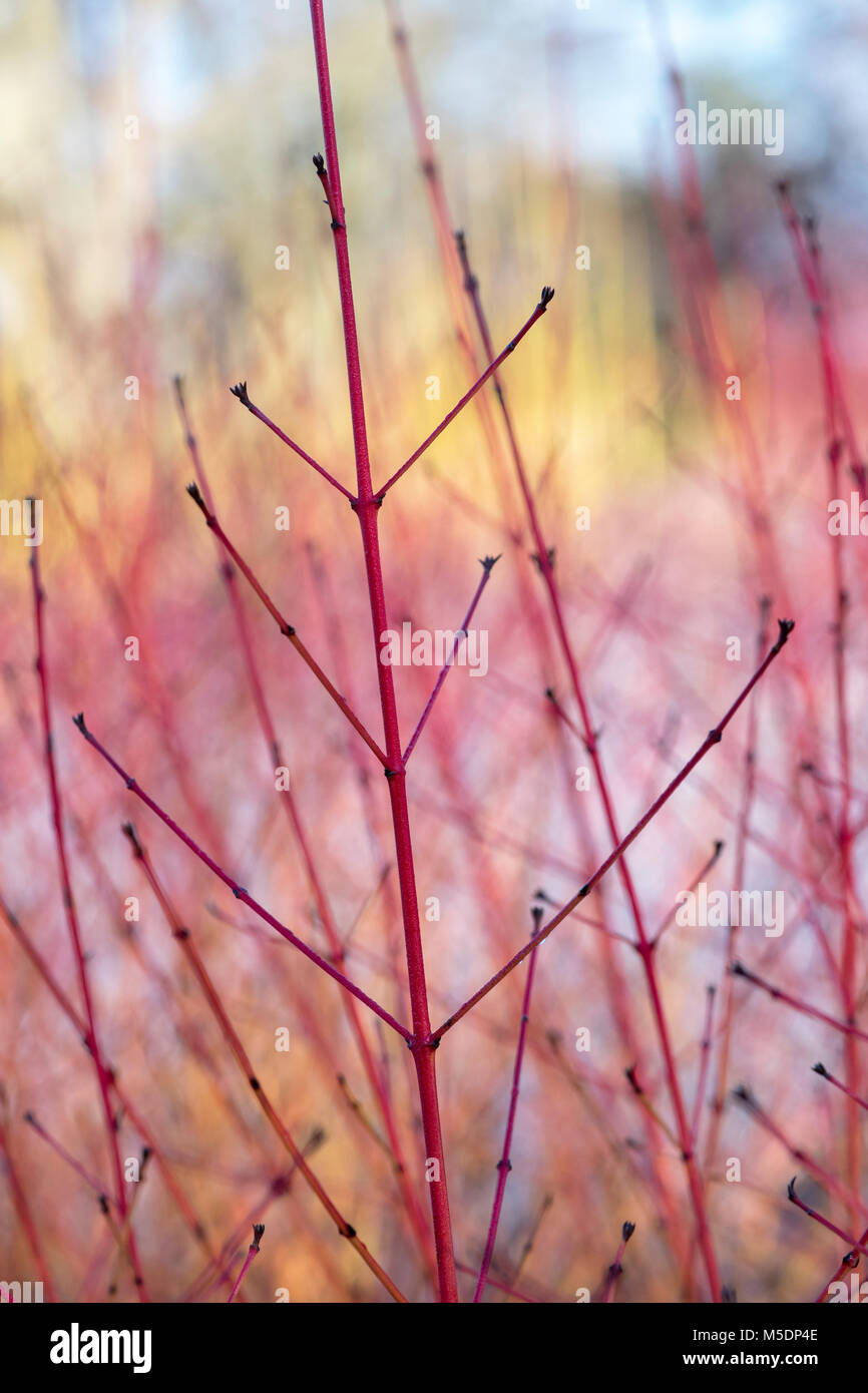 Cornus sanguinea midwinter fire hi-res stock photography and images - Alamy