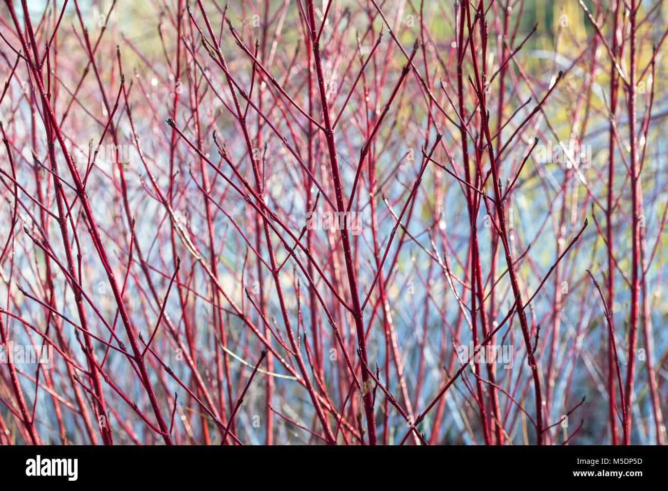 Cornus sericea isanti. Red Twig Dogwood stems in winter. England Stock ...