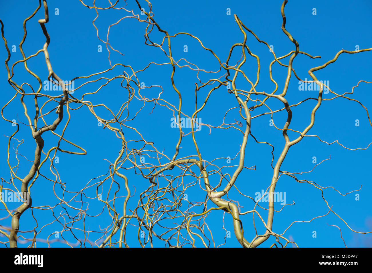 Corkscrew willow winter hi-res stock photography and images - Alamy