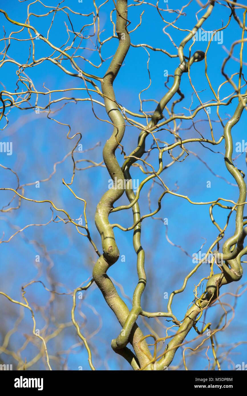 Contorted willow hi-res stock photography and images - Alamy