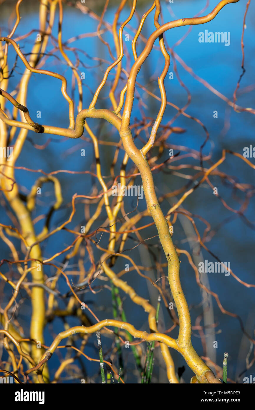 Salix x sepulcralis ‘Erythroflexuosa’. Willow 'Erythroflexuosa’. Curly ...