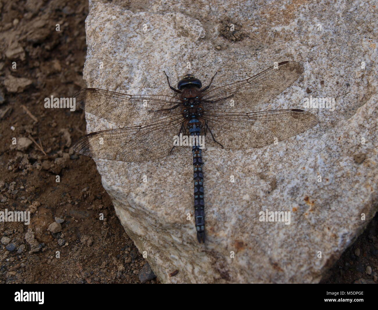 Dragonfly on rock Stock Photo - Alamy