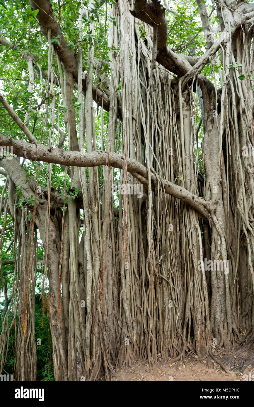 Sri Lanka, Trinquemalay, Trinquemale, Trincomal, Trincomalee, Asia ...