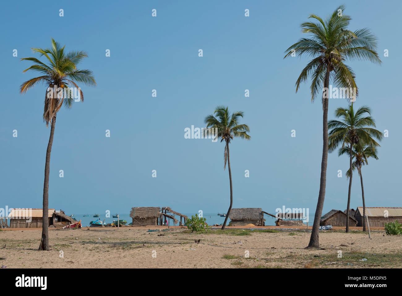 Sri Lanka, Talaimannar, Asia, sea, beach, palm, palm tree Stock Photo ...
