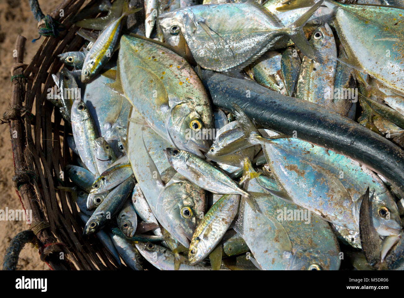 Sri Lanka, Thoduwawa, Asia, fisherman, beach, fish Stock Photo - Alamy