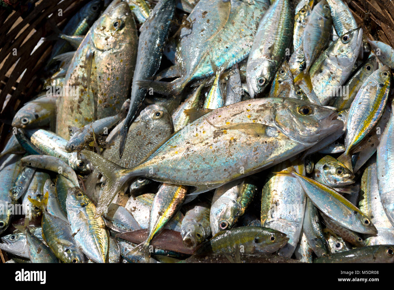 Sri Lanka, Thoduwawa, Asia, fisherman, beach, fish Stock Photo - Alamy