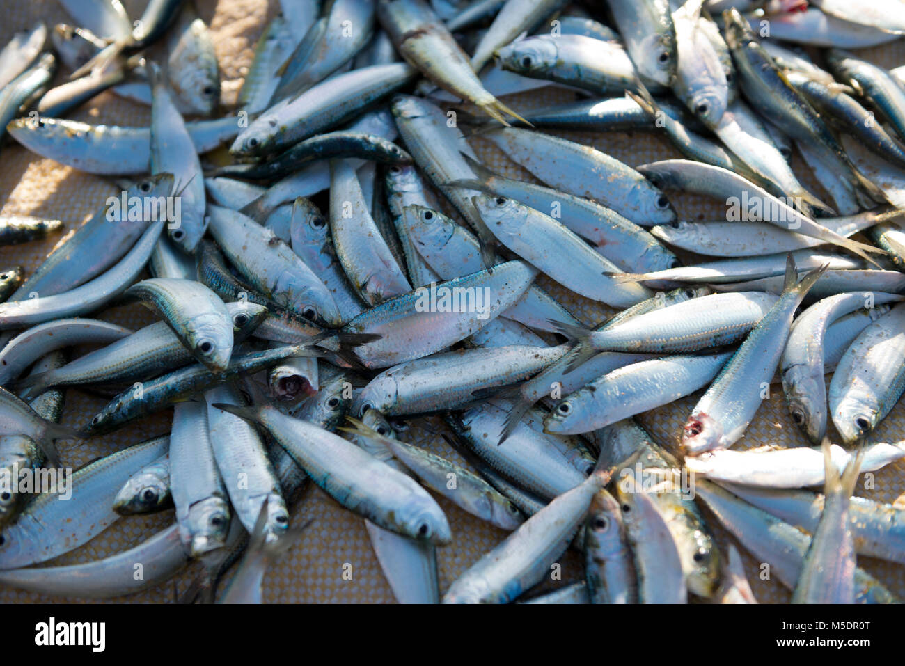 Sri Lanka, Thoduwawa, Asia, fisherman, beach, fish Stock Photo - Alamy