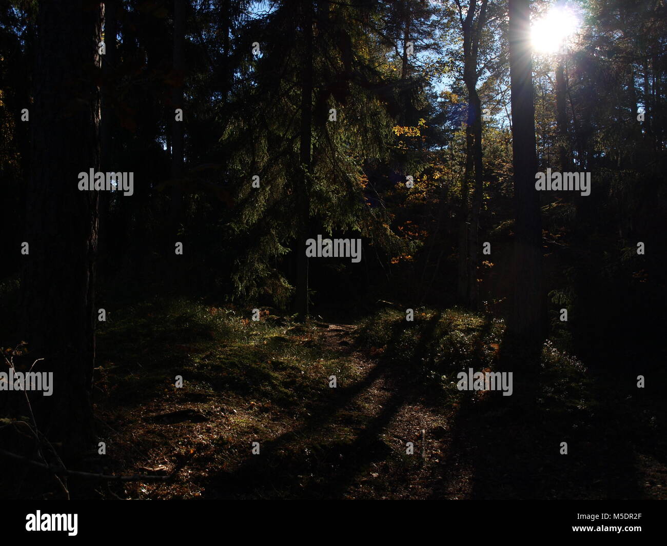 Shadows in the forest Stock Photo - Alamy