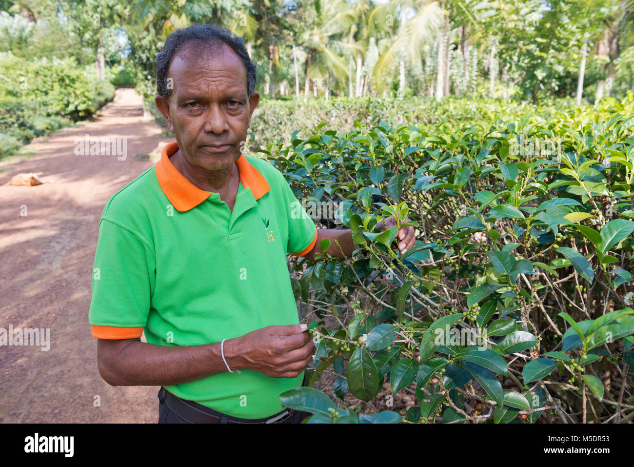 Handunugoda tea plantation hi-res stock photography and images - Alamy