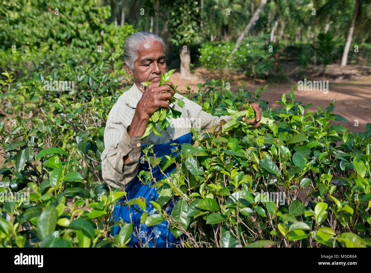 Handunugoda tea plantation hi-res stock photography and images - Alamy