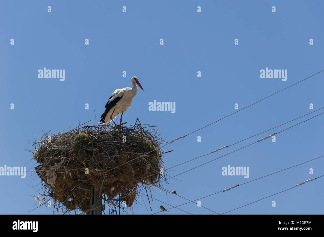 Migratory birds nesting on electric pole, stork, in the spring. Kutahya ...