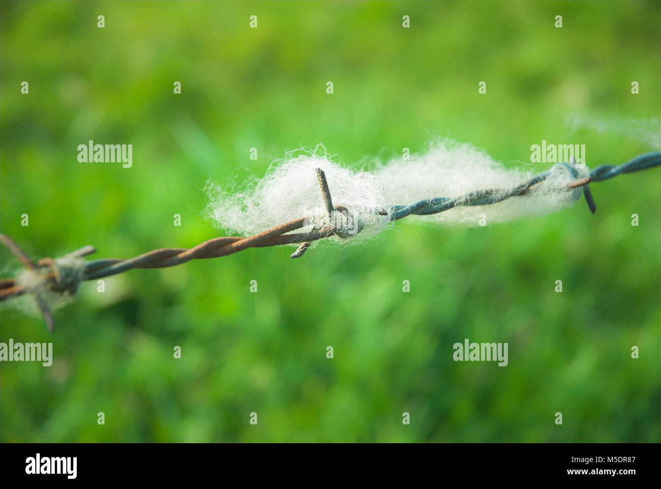 Snagged on barbed wire hi-res stock photography and images - Alamy