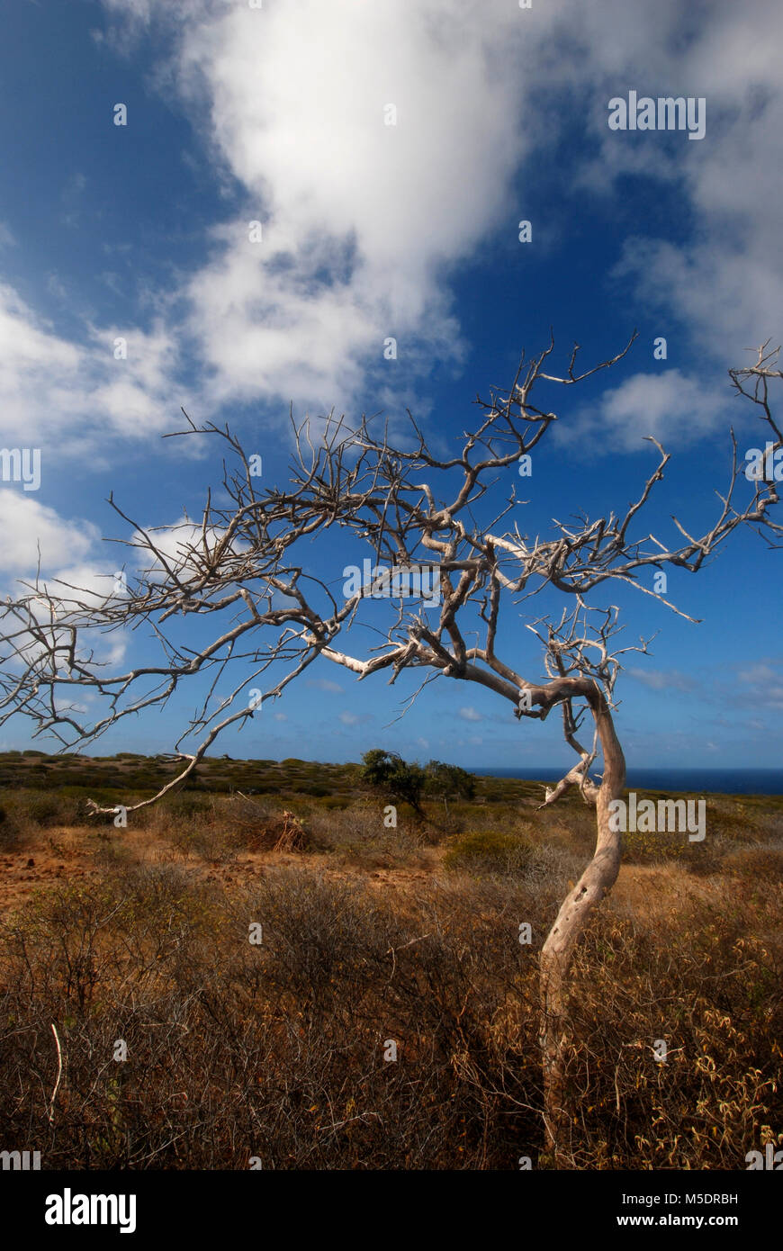 Tree in the Arikok National Park in Aruba Stock Photo - Alamy