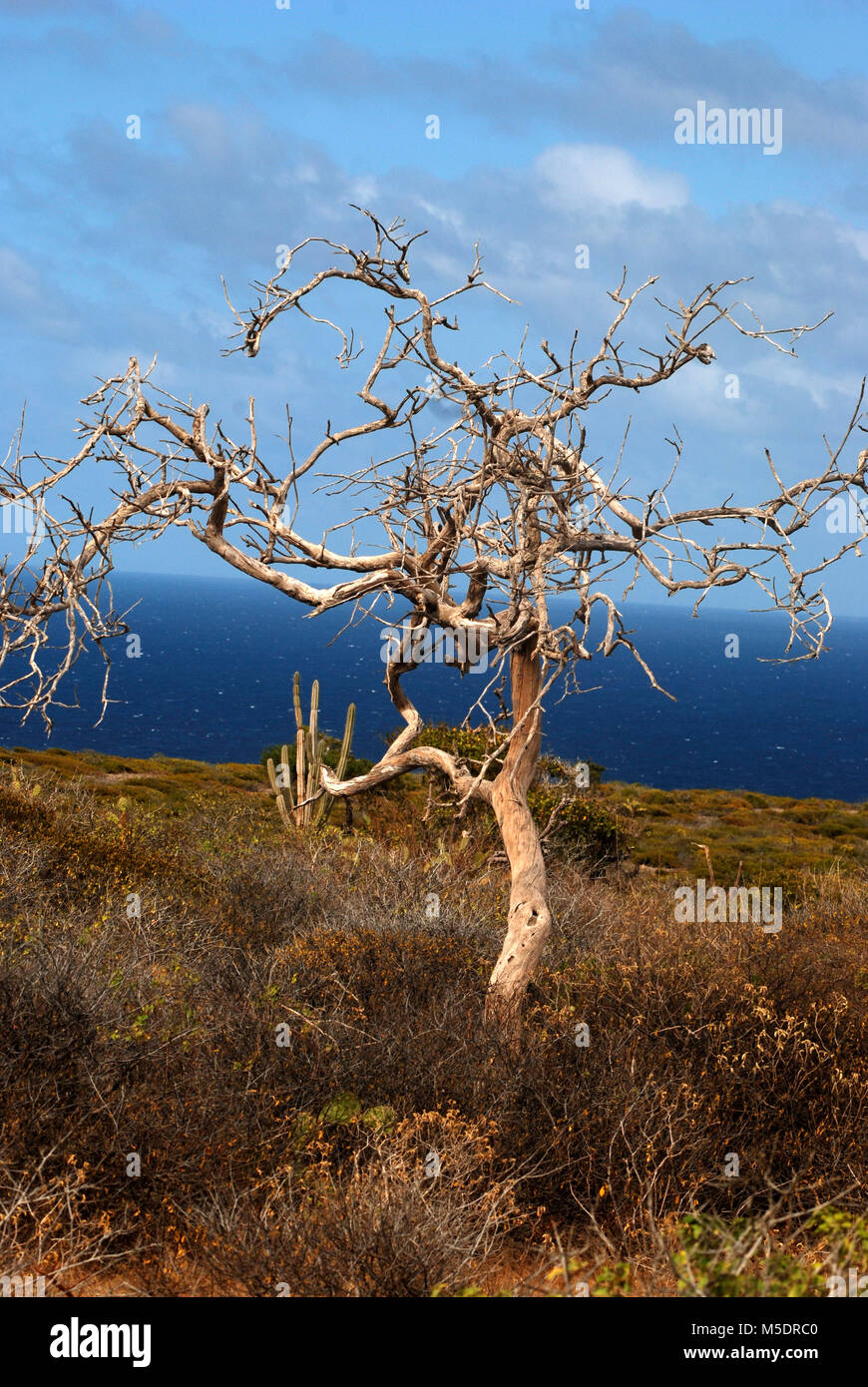 Tree in the Arikok National Park in Aruba Stock Photo - Alamy