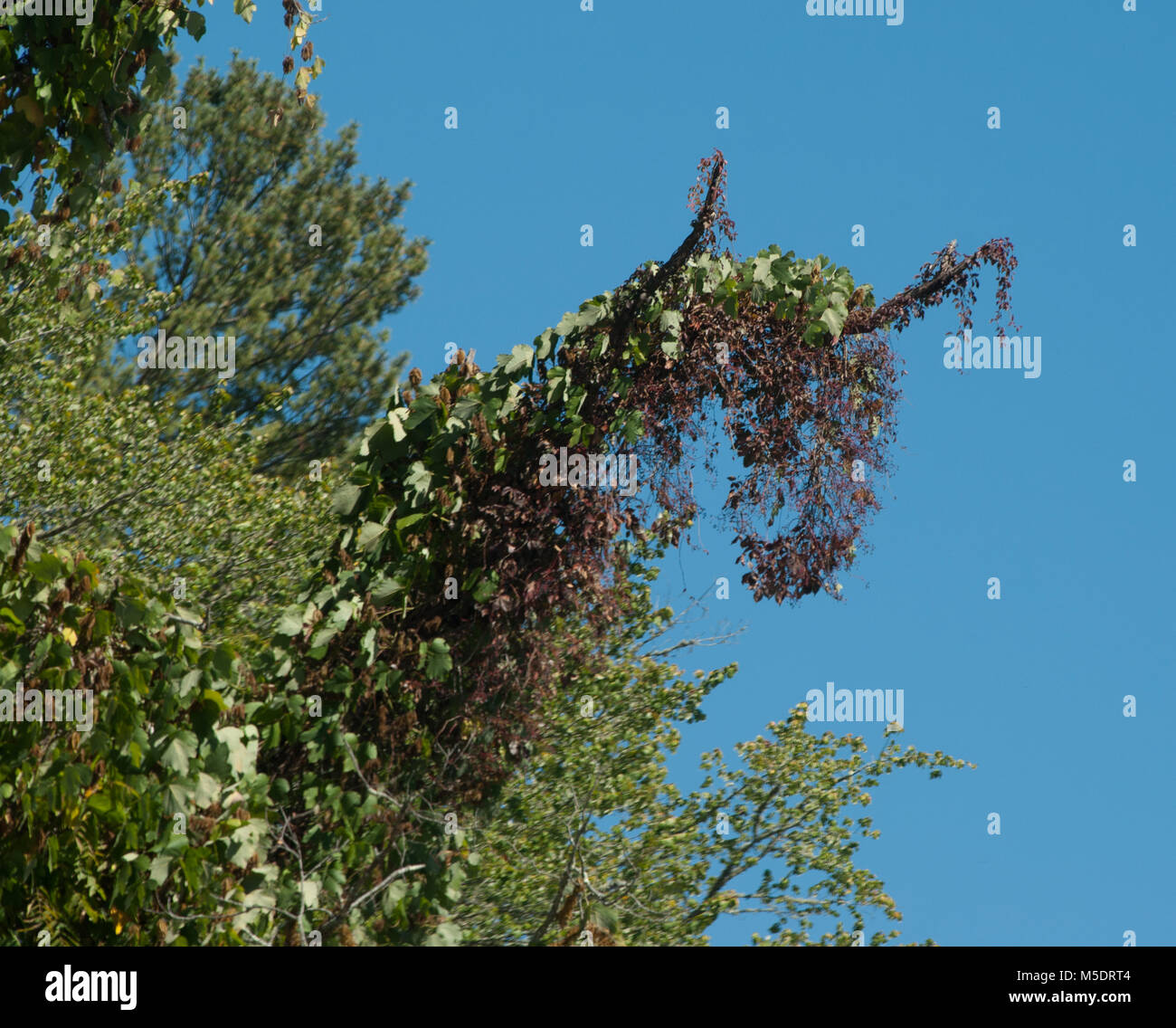 Branches in a tree that look like an animal Stock Photo - Alamy